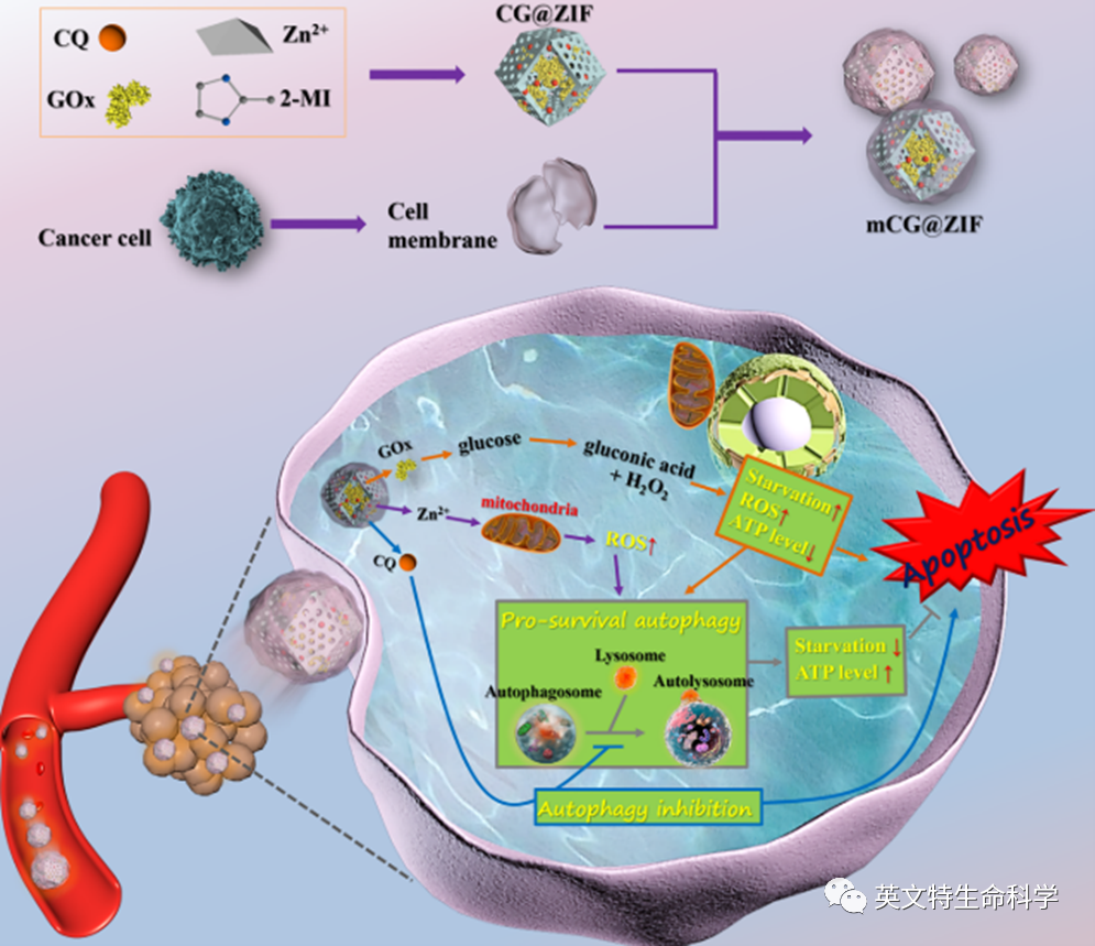 英文特生物技术(北京)有限公司 inventbiotech 欢迎您...